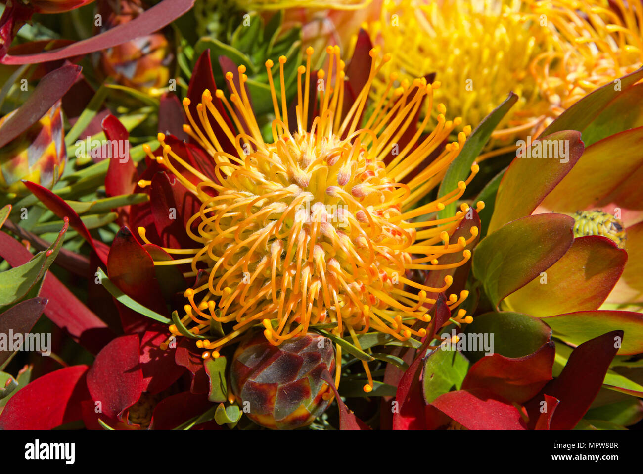 Yellow carnival protea flower, close up with leaves and other flowers ...