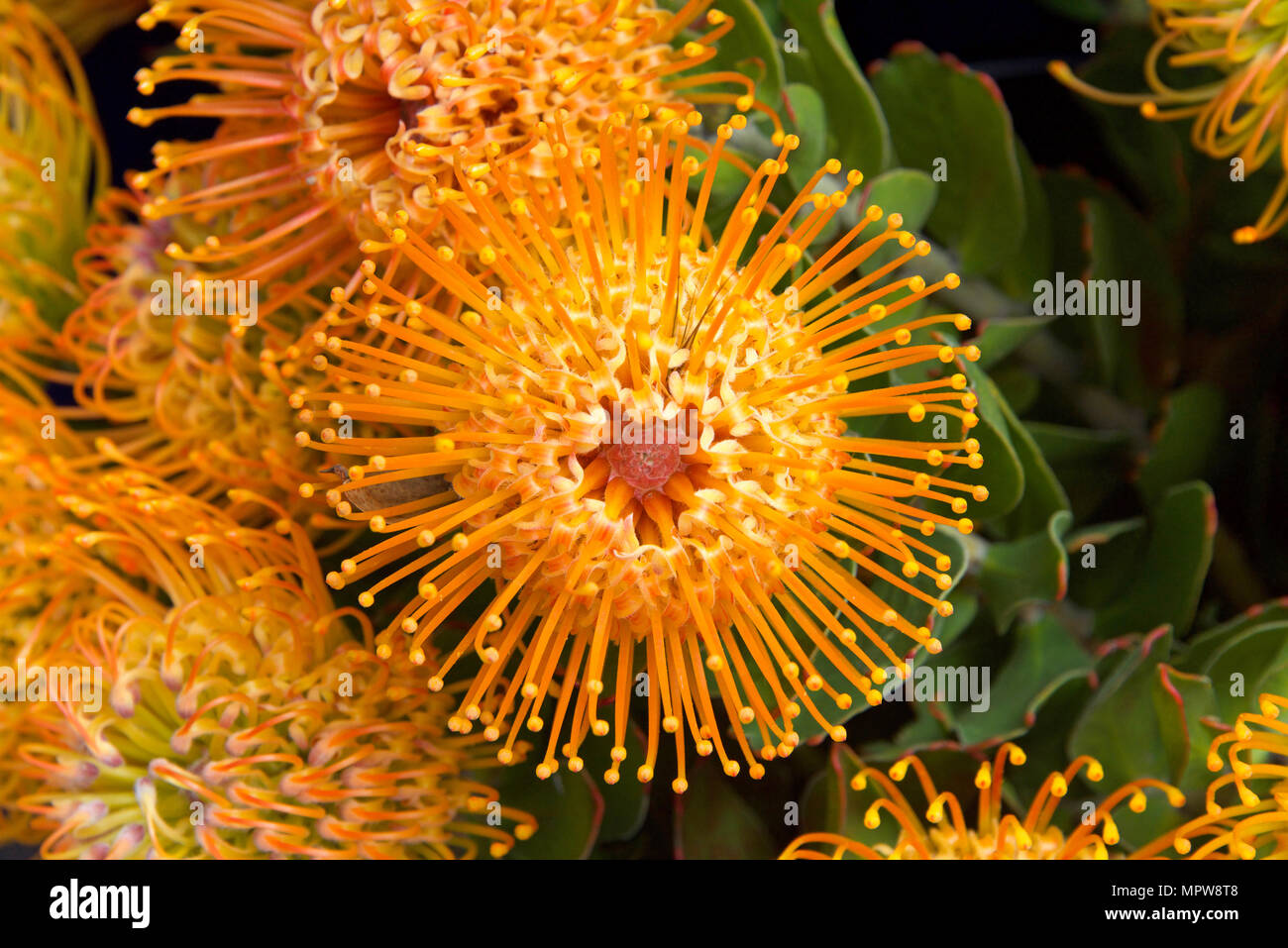 Yellow king protea hi-res stock photography and images - Alamy