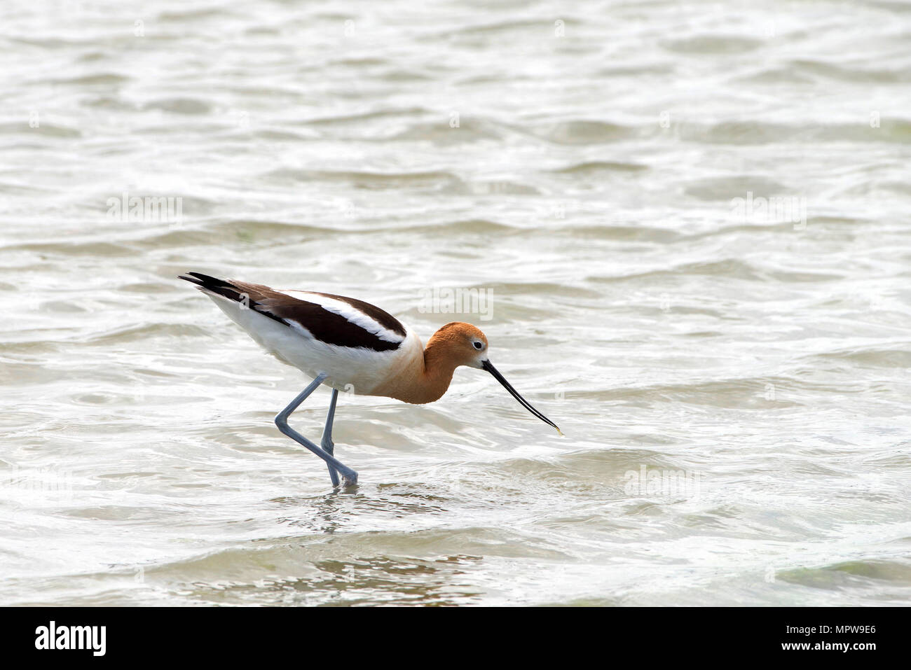 American Avocet foraging for food in shallow coastal water Stock Photo ...