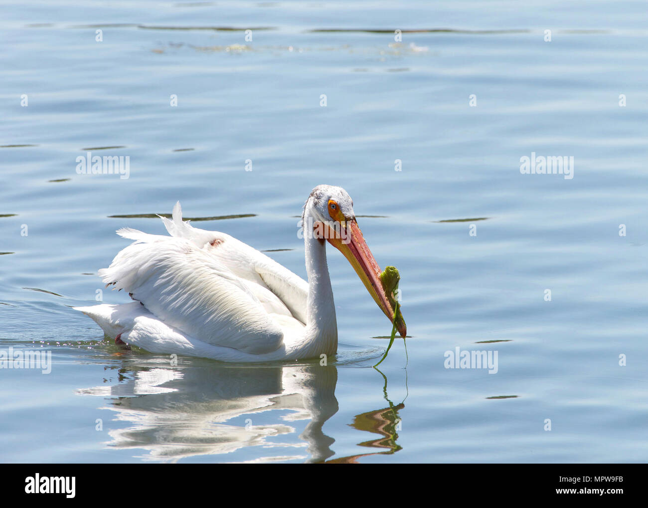 White Pelican swimming in blue water. In breeding season, there is a ...