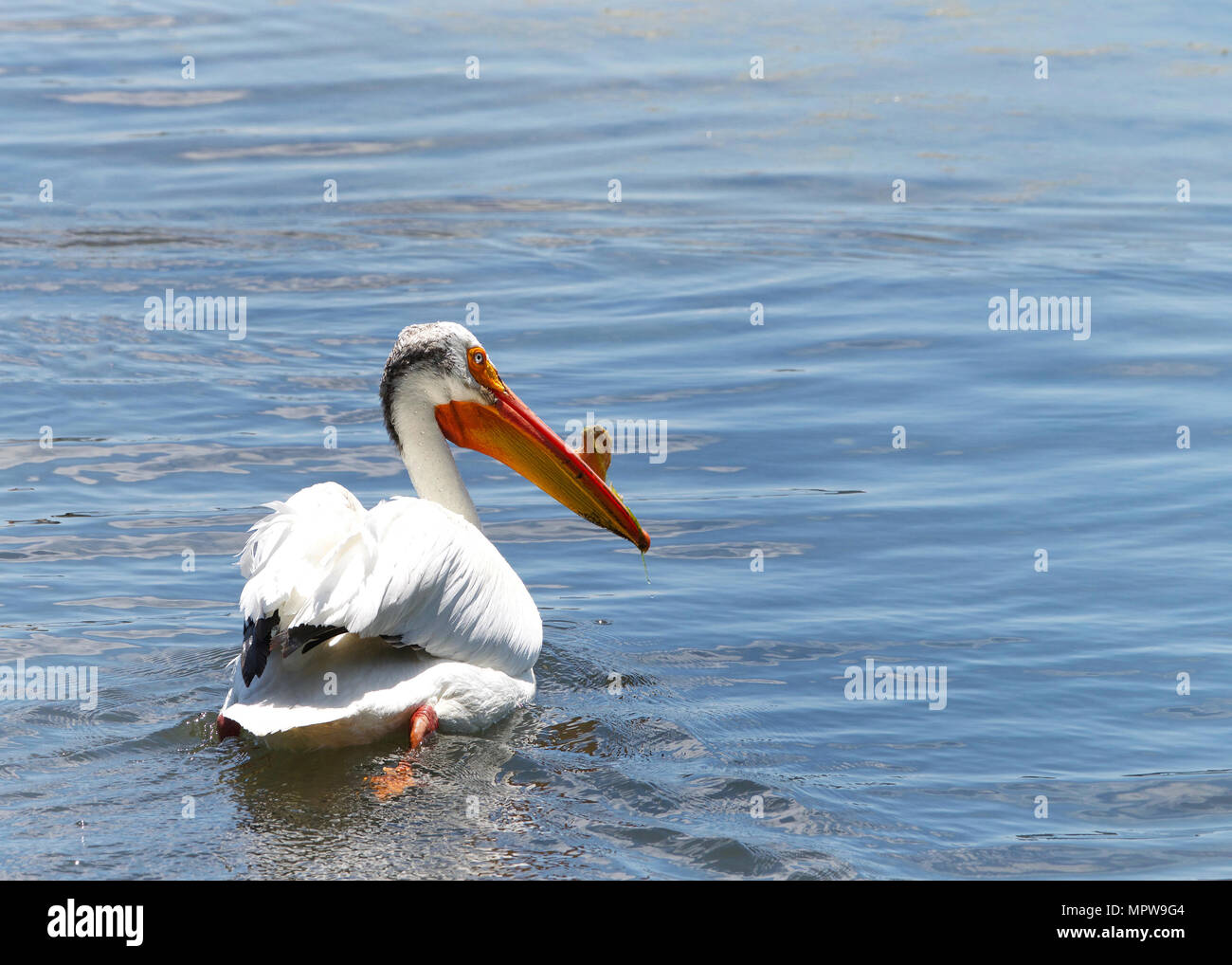 White Pelican swimming in blue water. In breeding season, there is a ...
