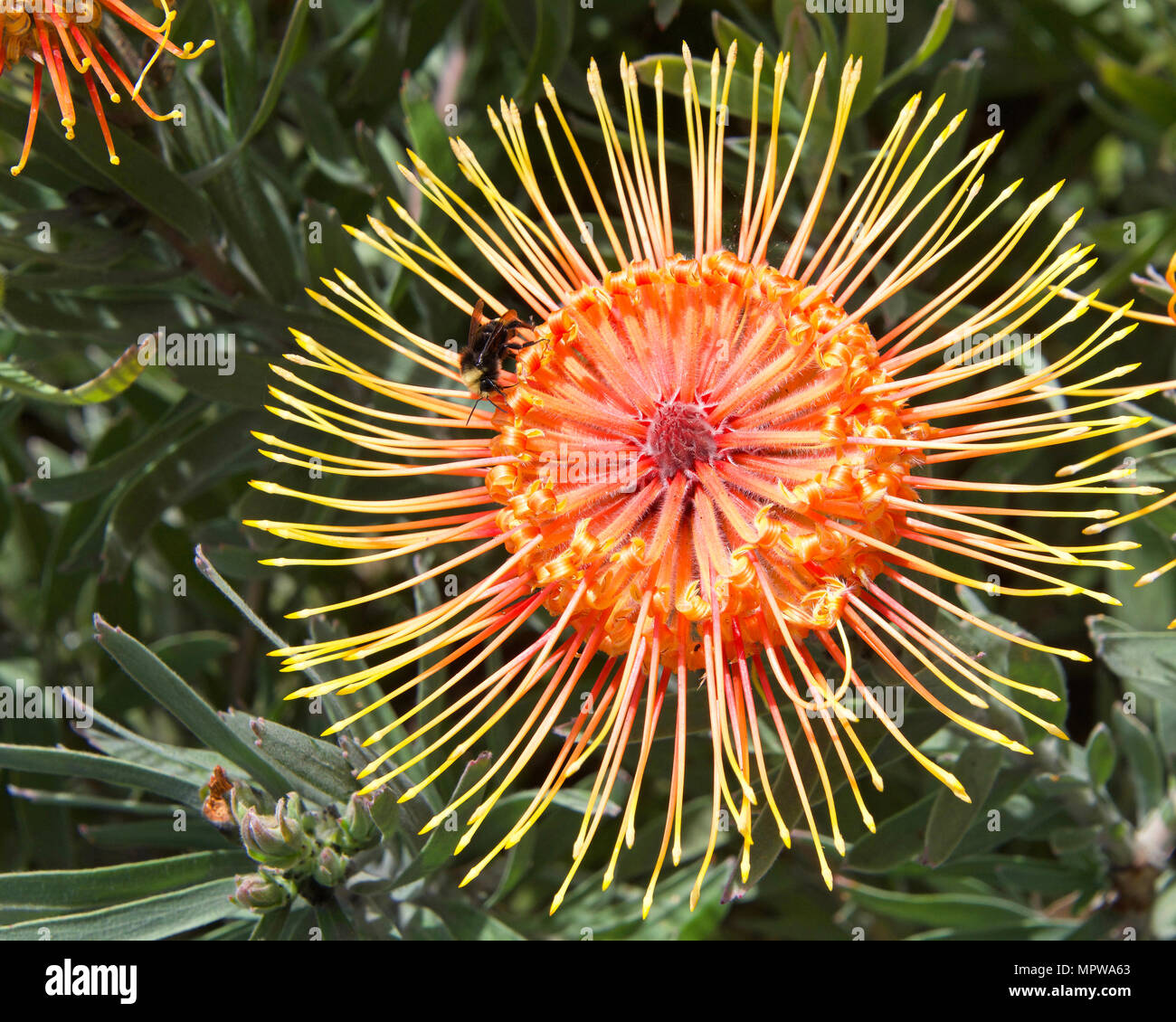 Orange proteas hi-res stock photography and images - Alamy