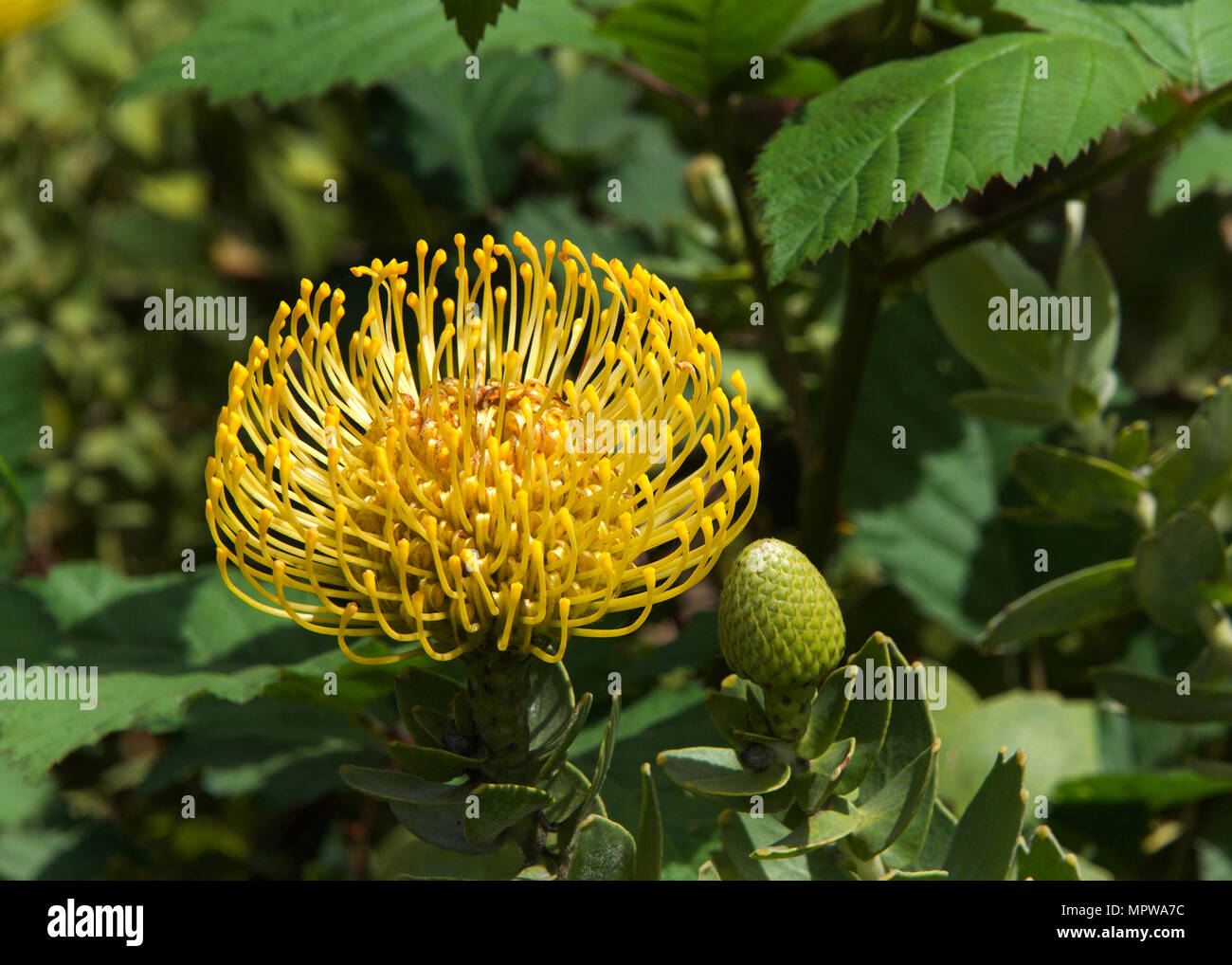 Yellow pin cushion protea flower, close up with leaves and other ...