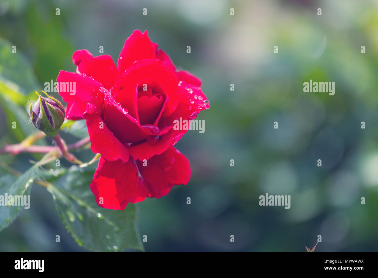 Pink Rose, beautiful nature background Stock Photo - Alamy