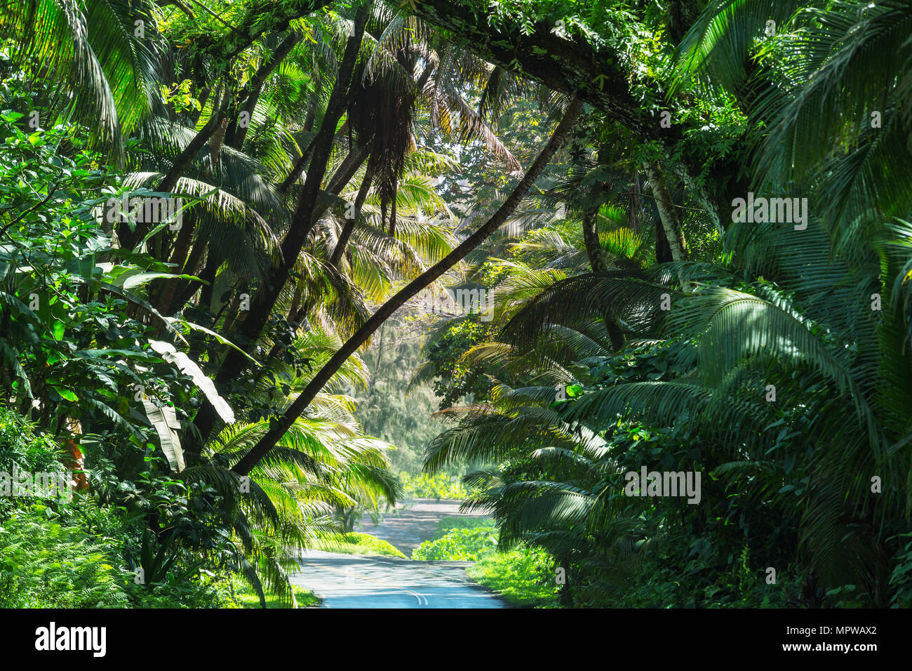 Dirt road in remote jungle in Big Island, Hawaii Stock Photo - Alamy