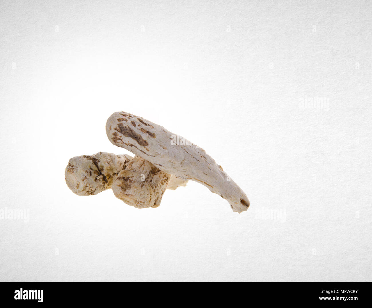 dang gui or angelica sinensis on a background Stock Photo - Alamy