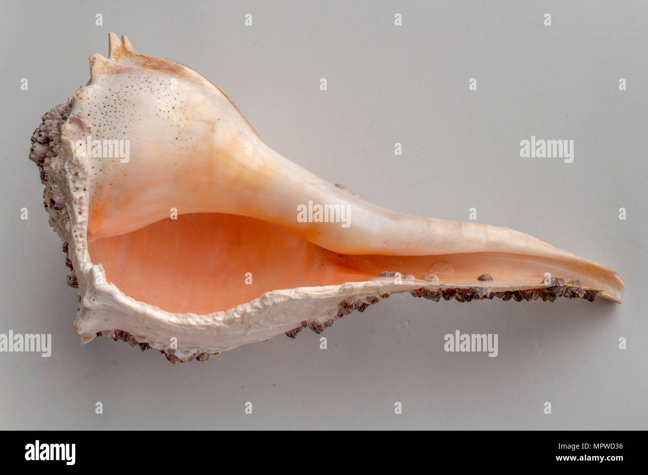 Dry gigantic sea shell. Soft surface inside, rough and textured on the ...
