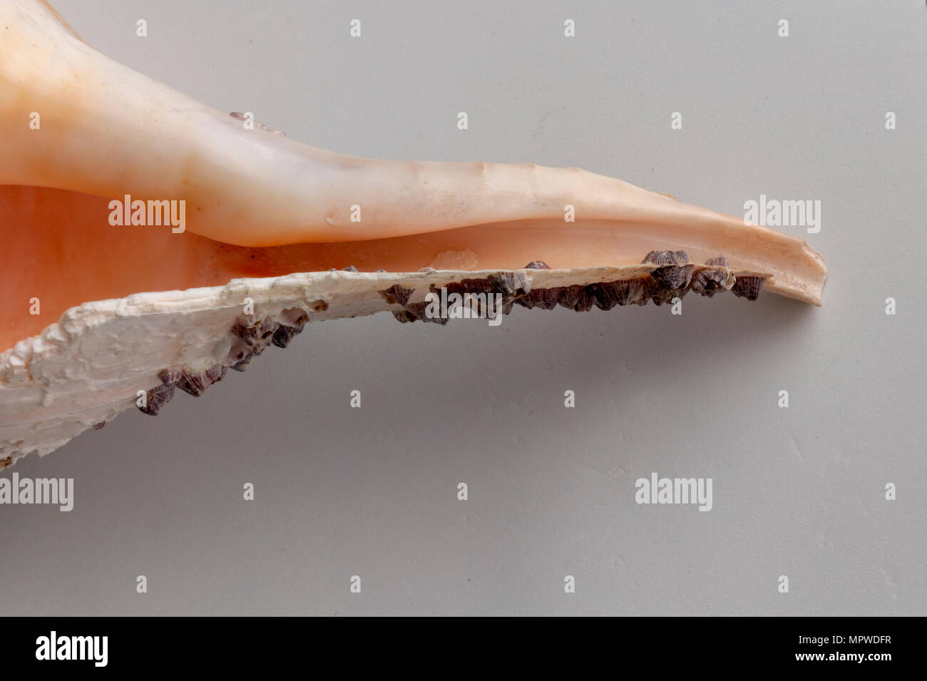 Dry gigantic sea shell. Soft surface inside, rough and textured on the ...