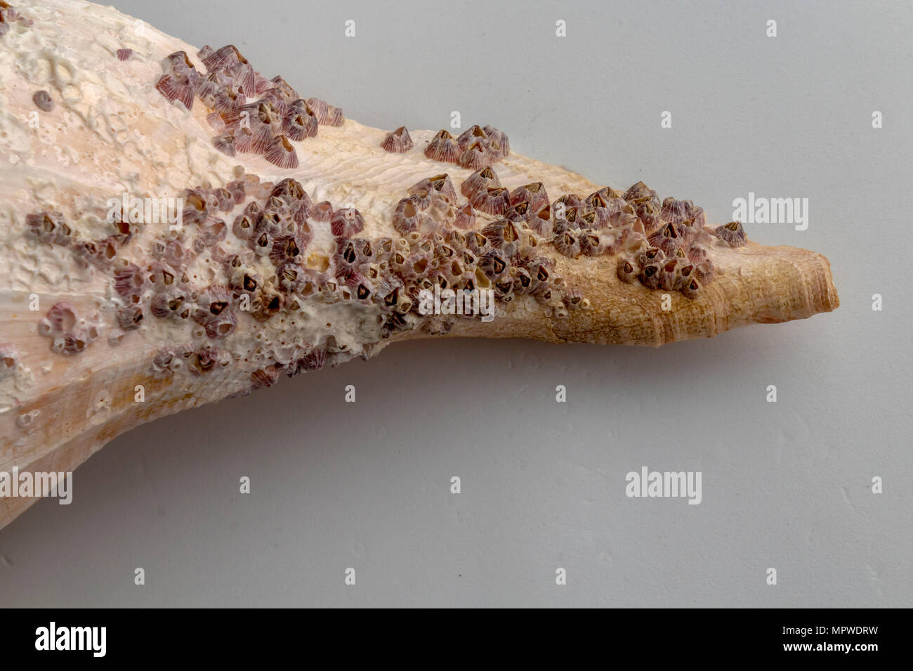 Dry gigantic sea shell. Soft surface inside, rough and textured on the ...