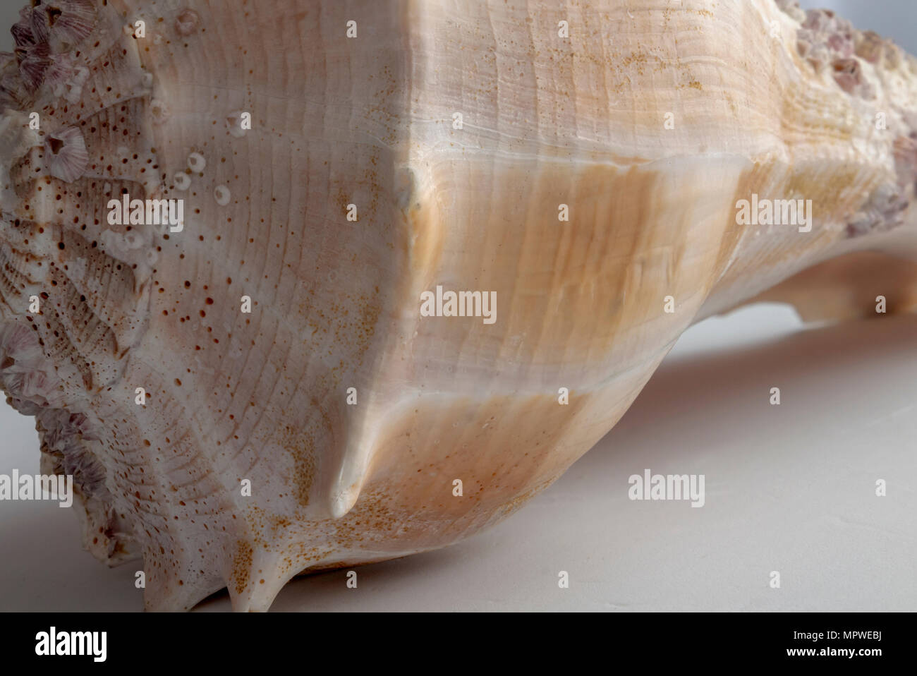 Dry gigantic sea shell. Soft surface inside, rough and textured on the ...