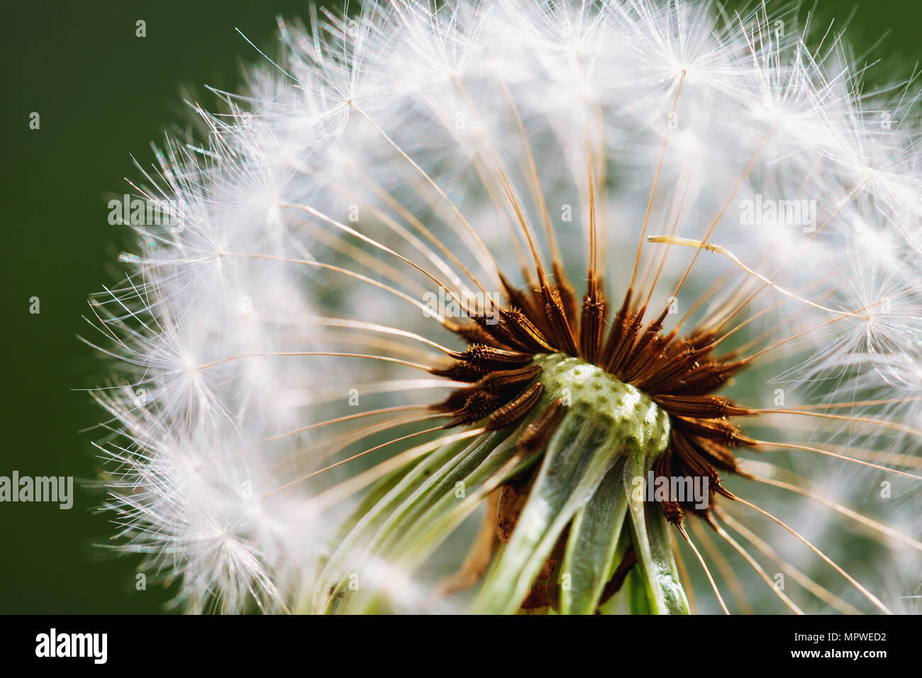Floral core hi-res stock photography and images - Alamy