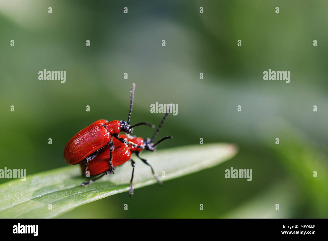 Love or friendship: Beetles are walking on a sheet Stock Photo - Alamy