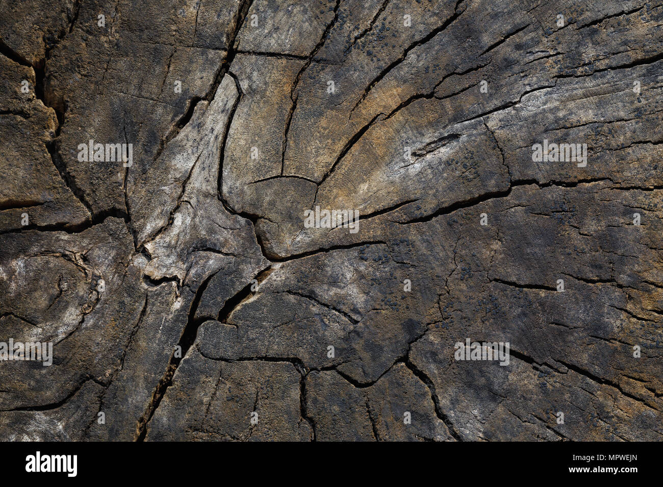 Texture of a cut tree, top view Stock Photo - Alamy
