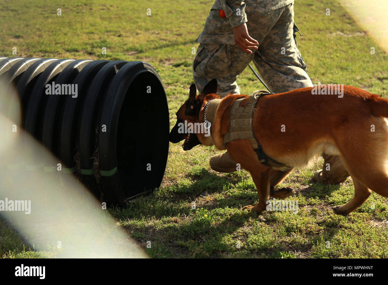 Iwo, a patrol explosive detection dog with 550th Military Working Dog ...