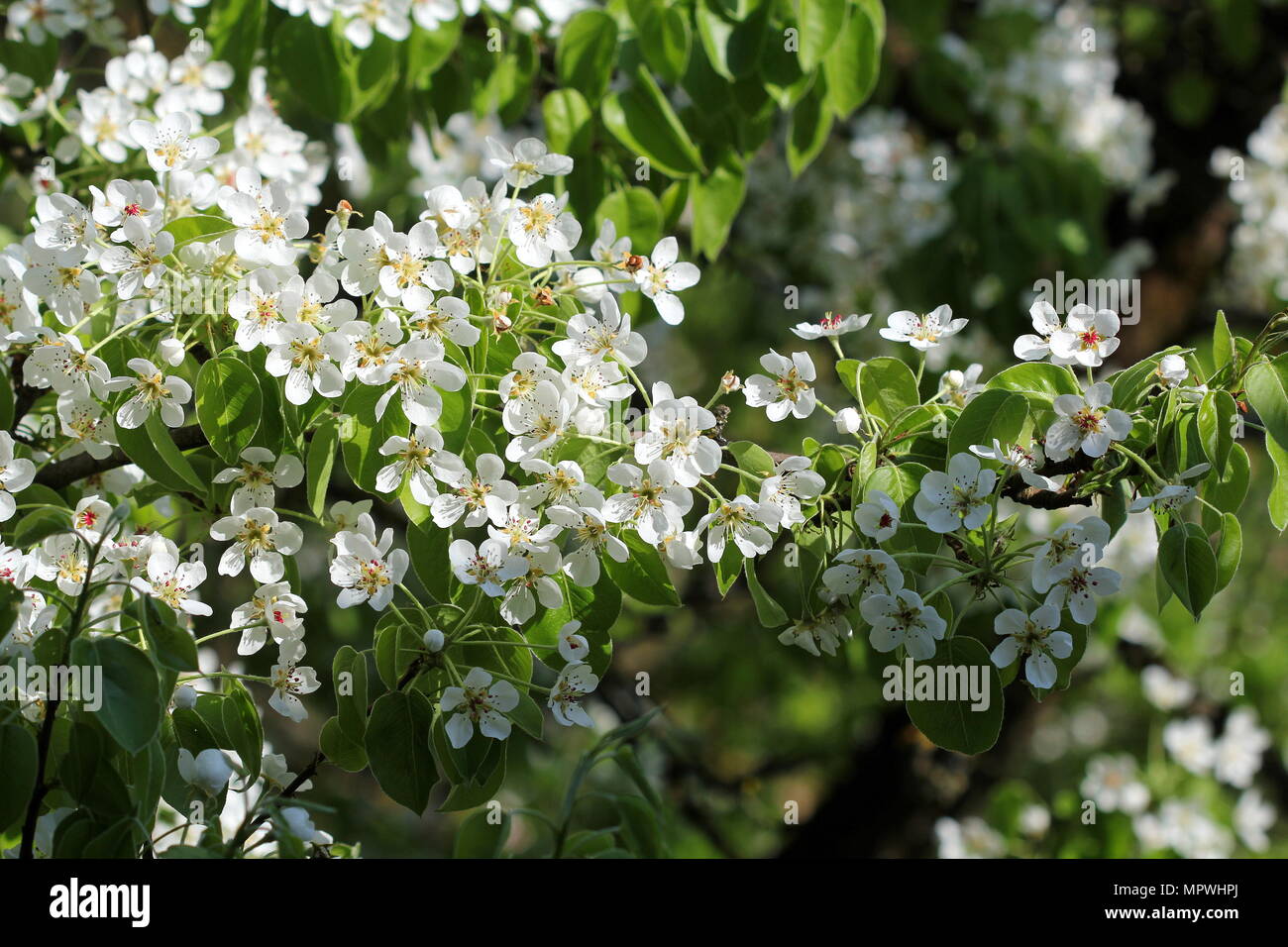 Blooming bradford pear tree hi-res stock photography and images - Alamy