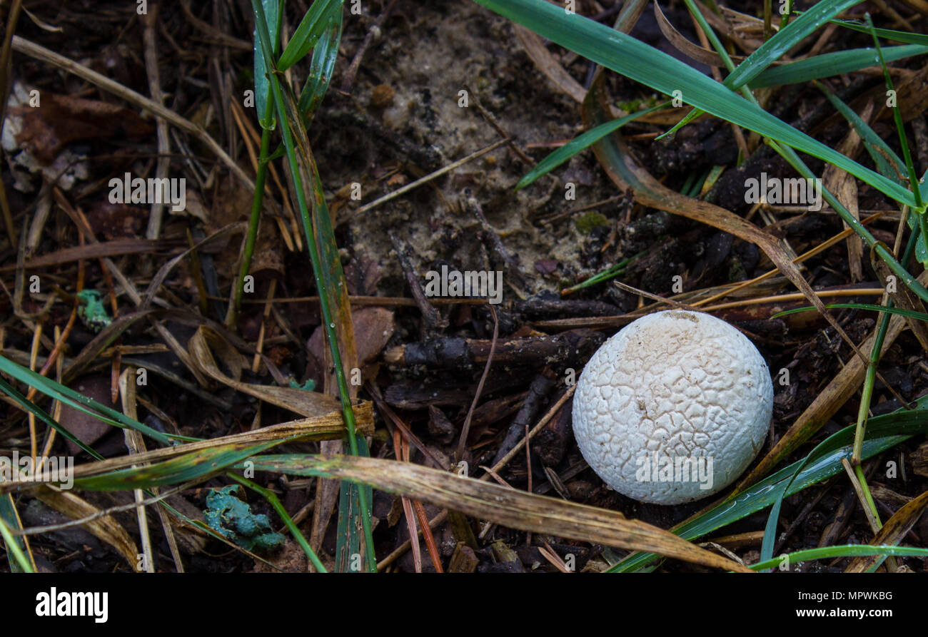 Puffball in woods hi-res stock photography and images - Alamy