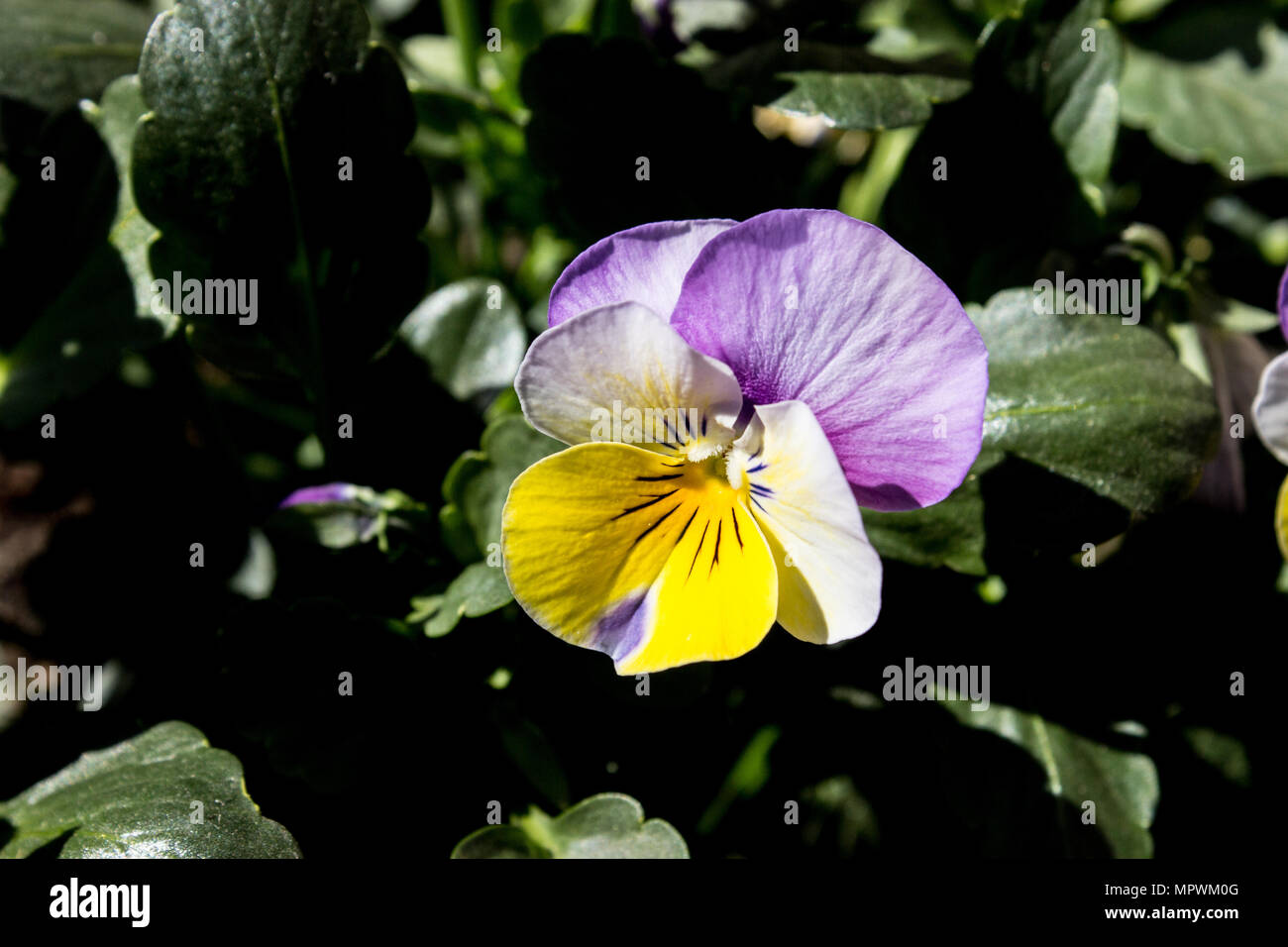 The first spring pansy in the sunshine Stock Photo - Alamy