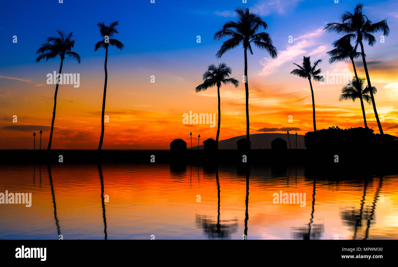 Figi tree hi-res stock photography and images - Alamy