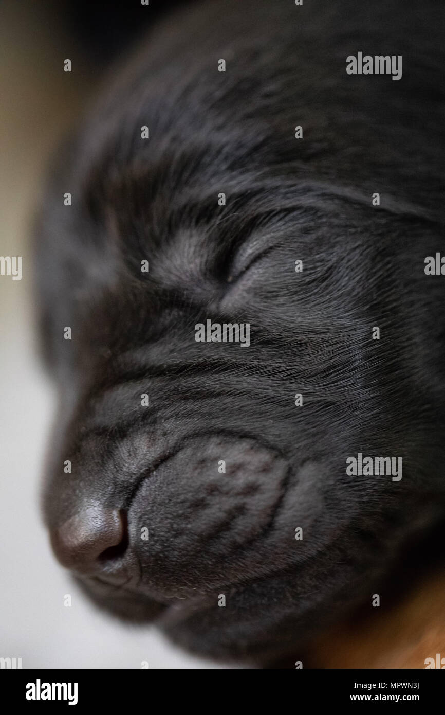 Newborn puppy face Stock Photo - Alamy