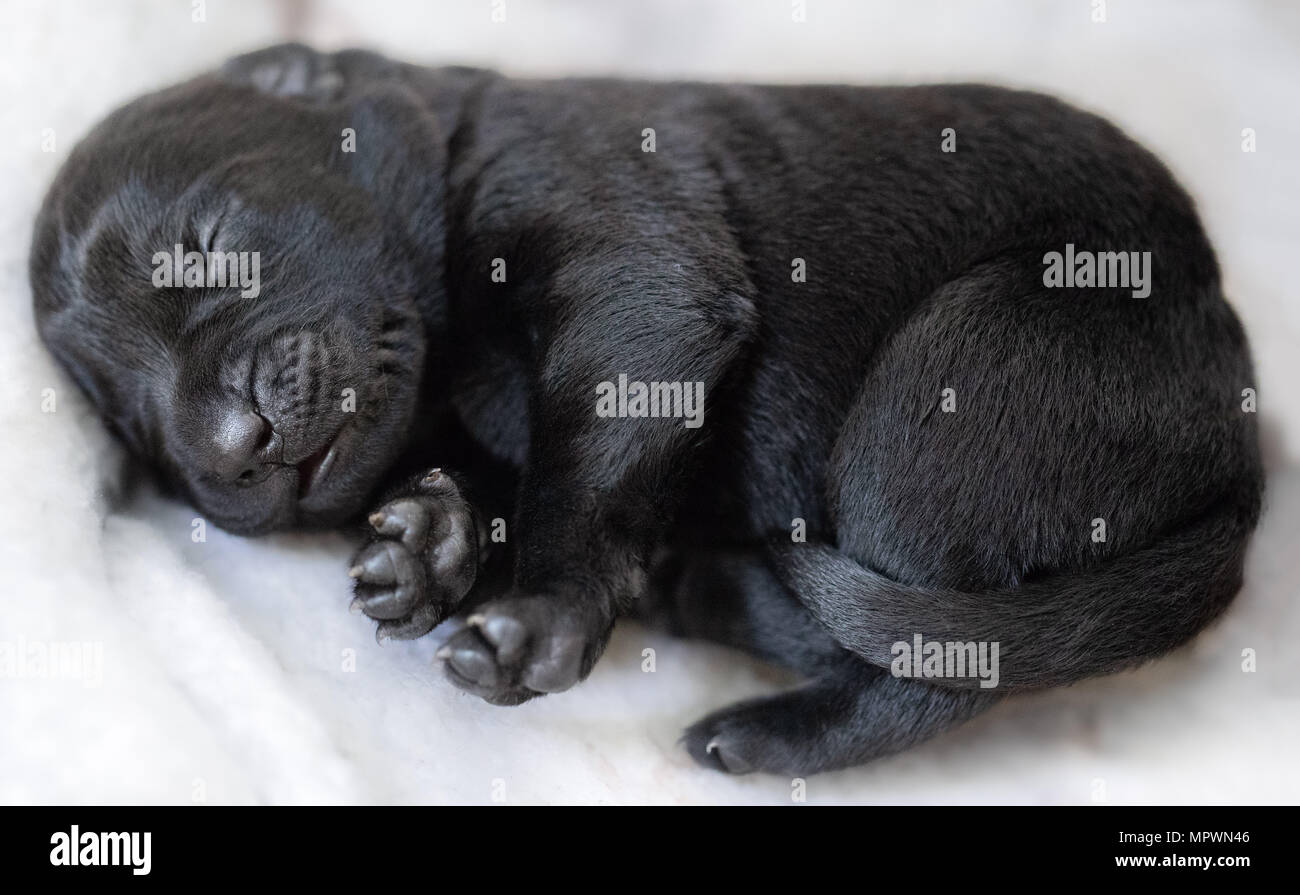 A sleeping black lab puppy Stock Photo - Alamy