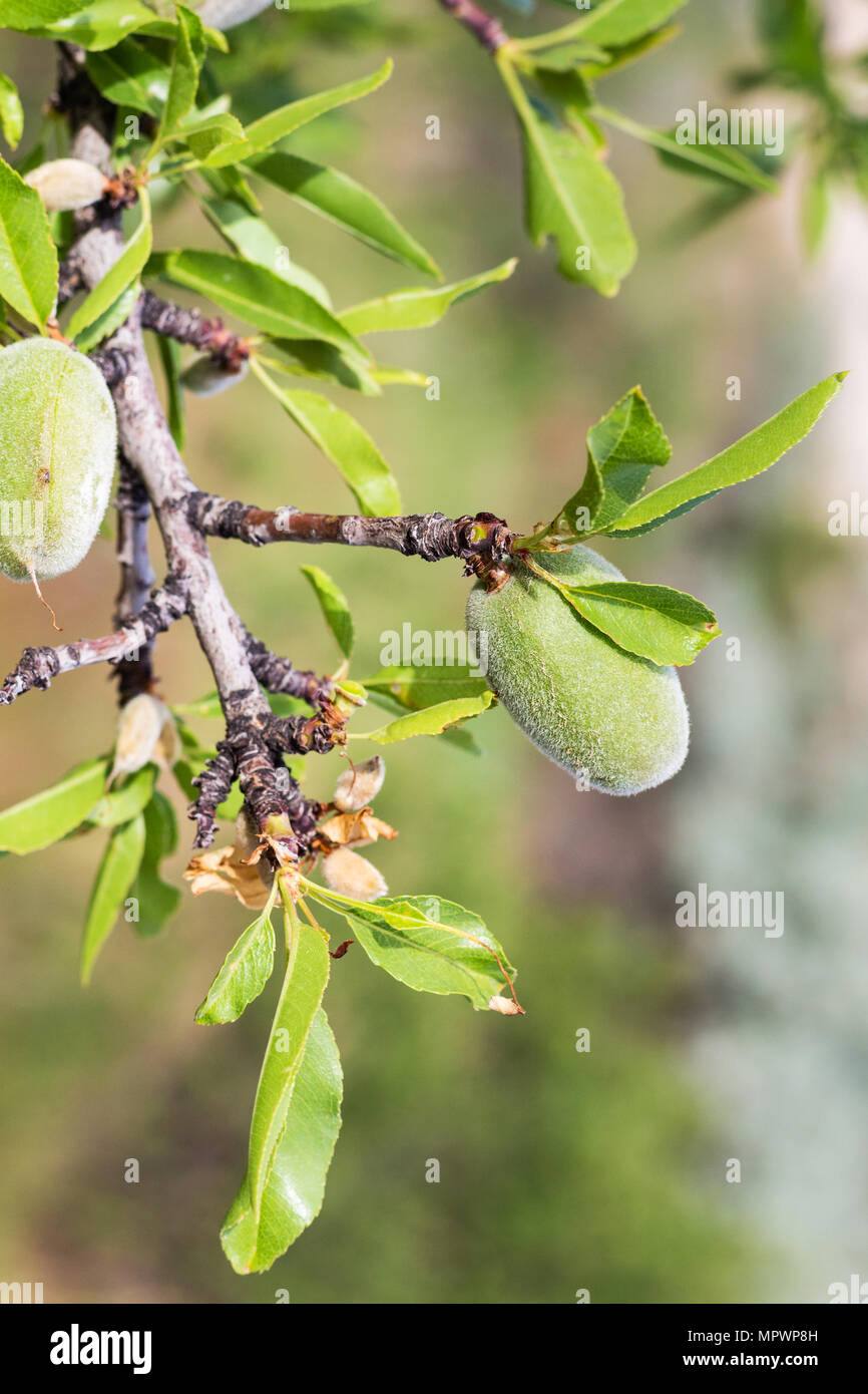 Travel to Turkey - green peach fruits on tree in Goreme National Park ...