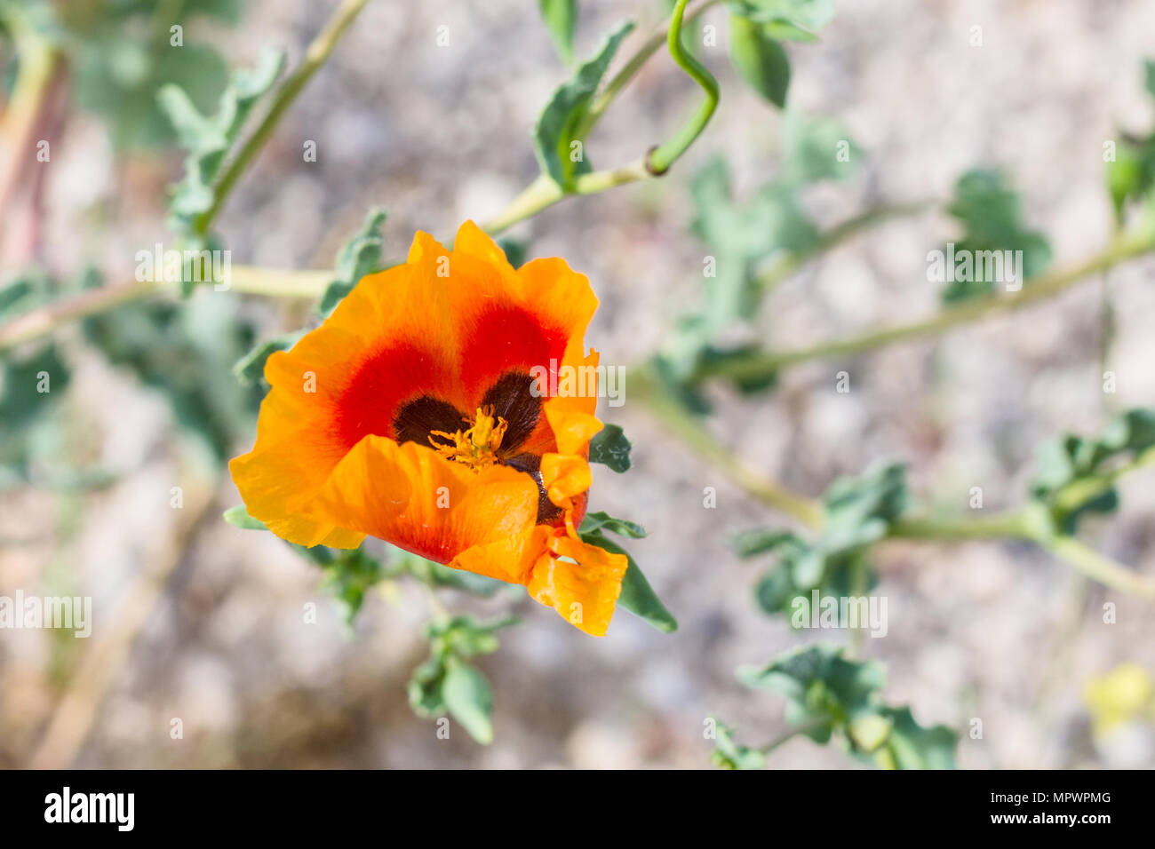 National flower of turkey hi-res stock photography and images - Alamy