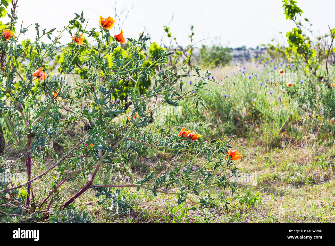 National flower of turkey hi-res stock photography and images - Alamy