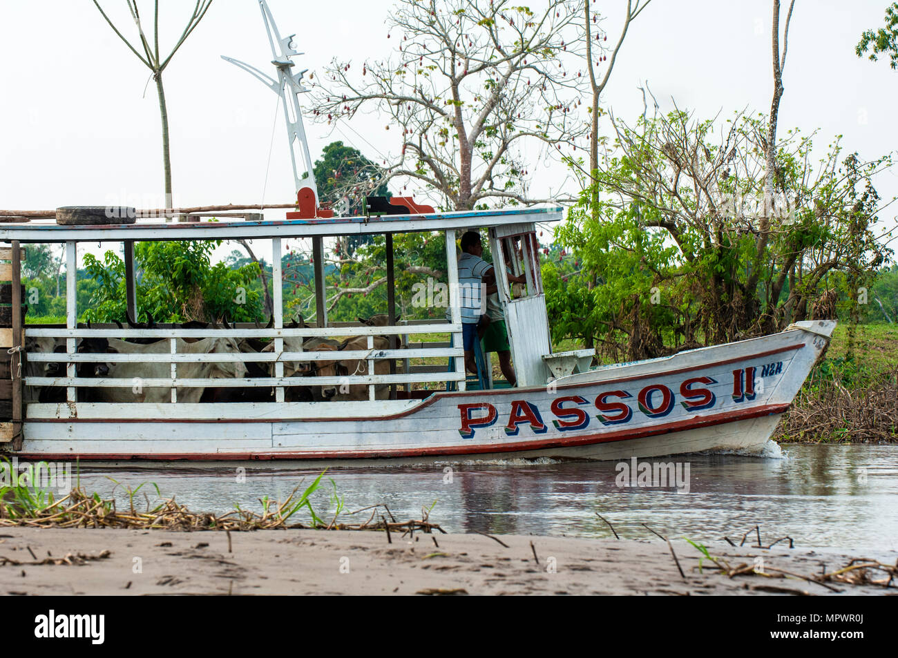 Cattle transporter on a tributary of the Amazon River, Brazil Stock ...