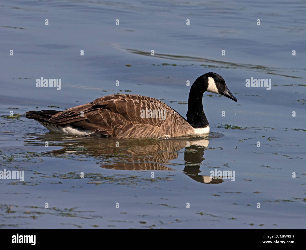 Canada goose swimming canadensis hi-res stock photography and images ...