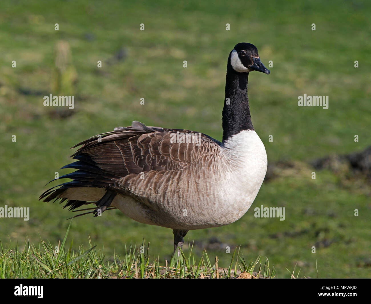 Canada goose standing Stock Photo - Alamy