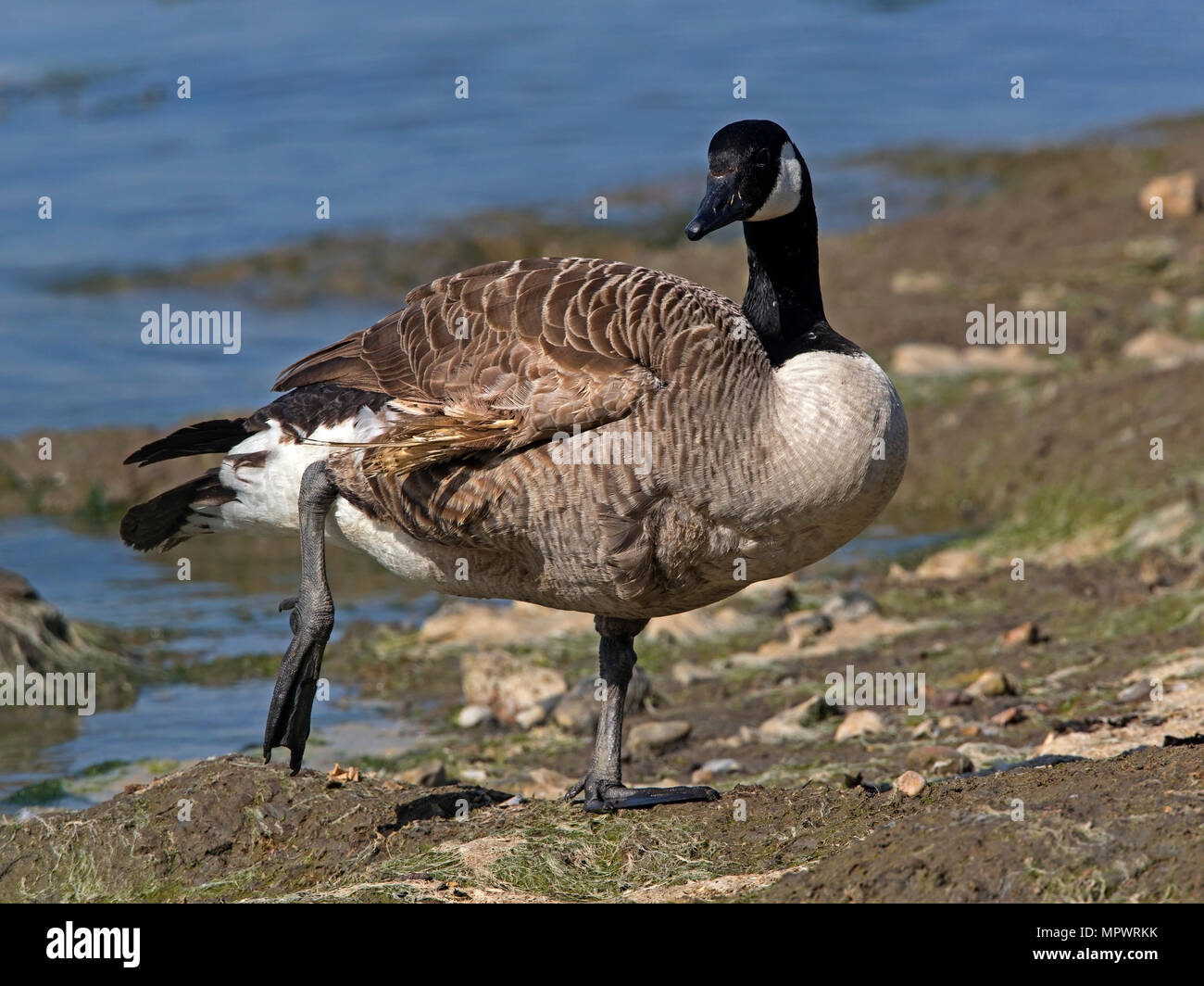 Canada goose standing hi-res stock photography and images - Alamy