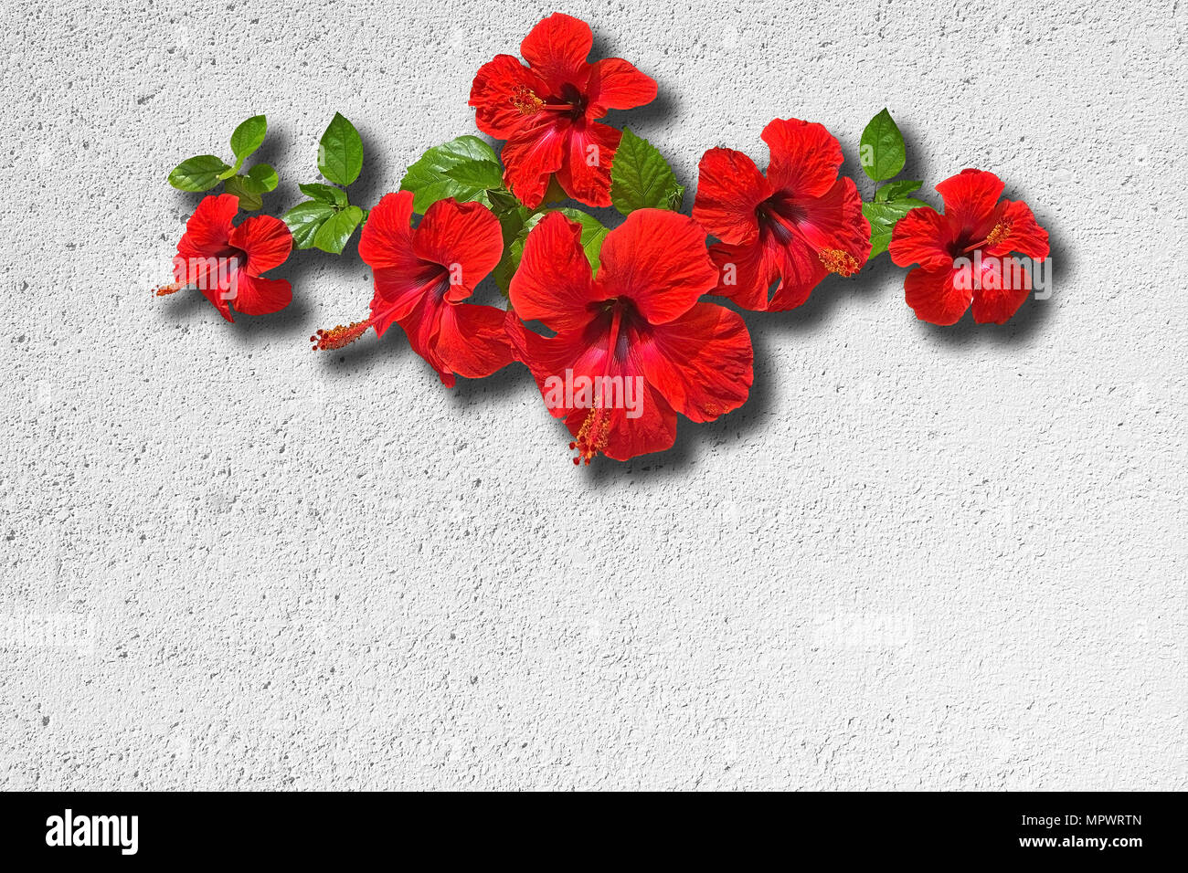 Red hibiscus on white roughcast wall for background or copy space ...