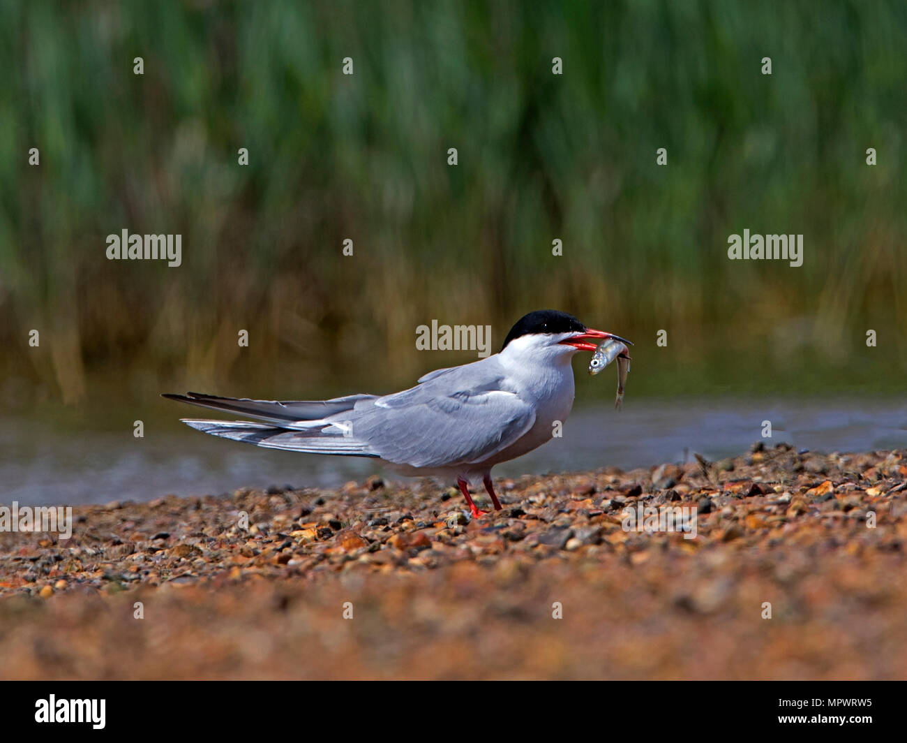 Common tern with fish on beach Stock Photo - Alamy