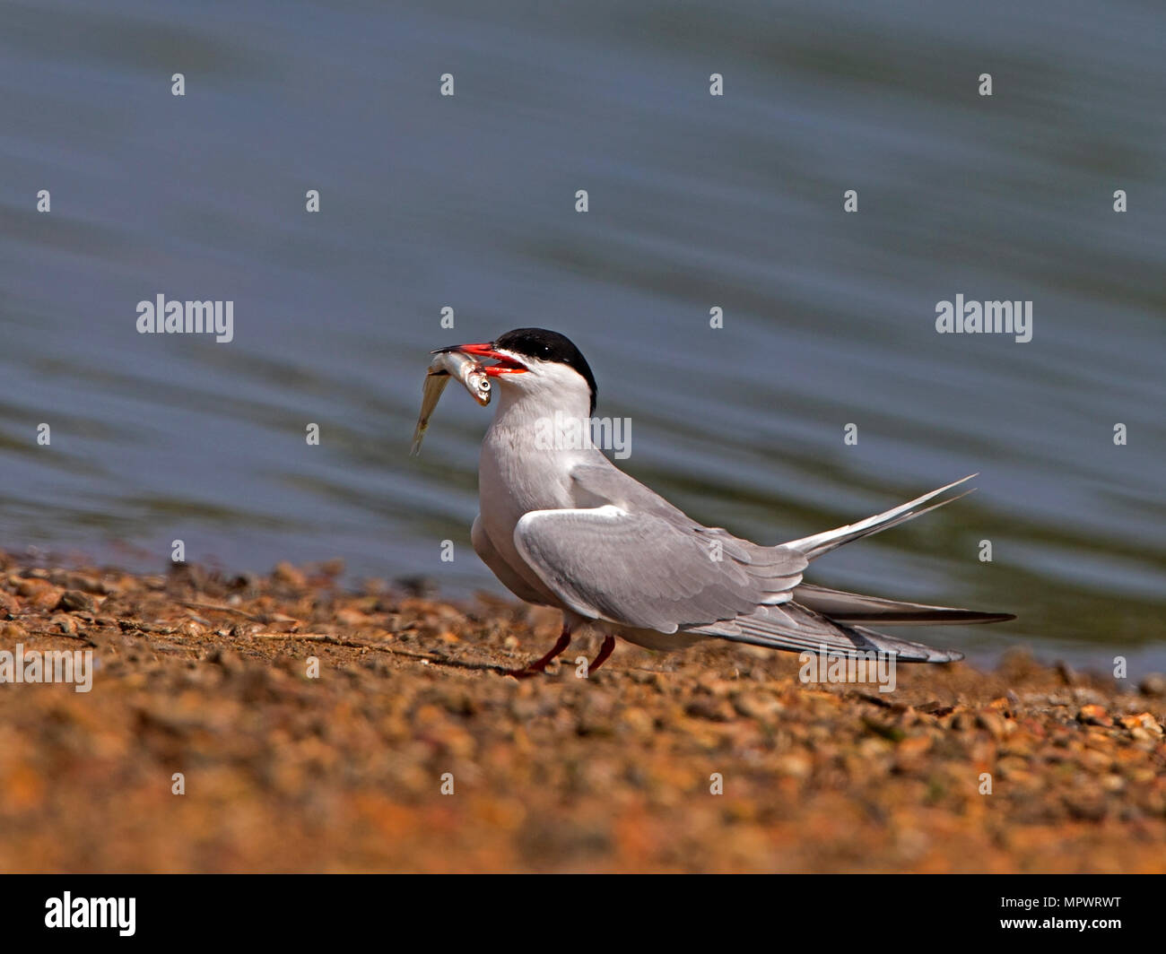 Common tern with fish on beach Stock Photo - Alamy