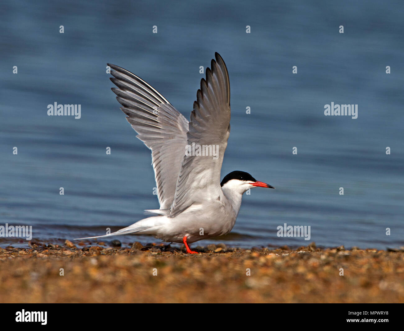 Common tern on beach Stock Photo - Alamy