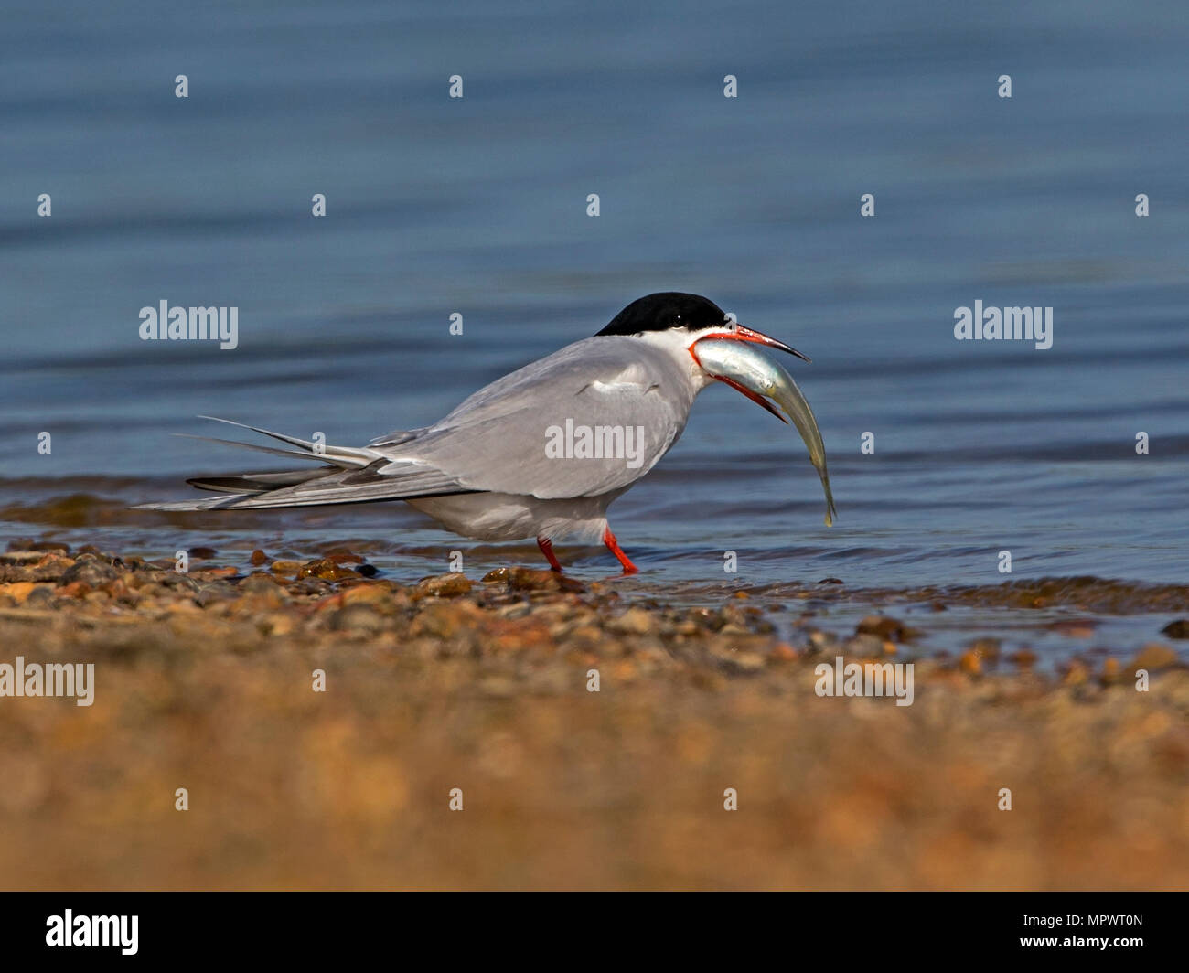Common tern with fish on beach Stock Photo - Alamy