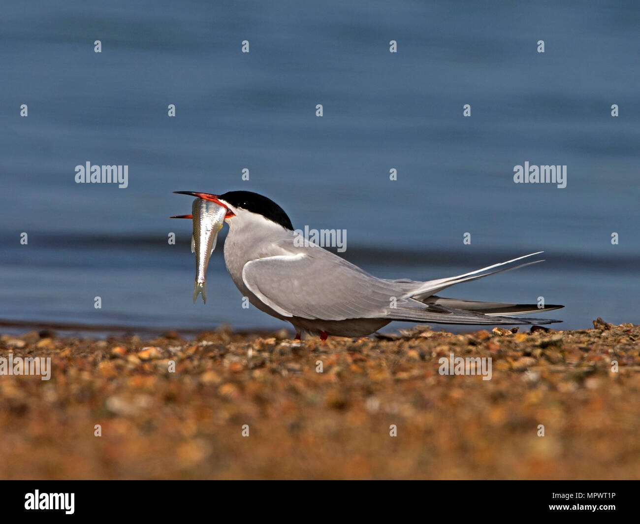 Common tern with fish on beach Stock Photo - Alamy