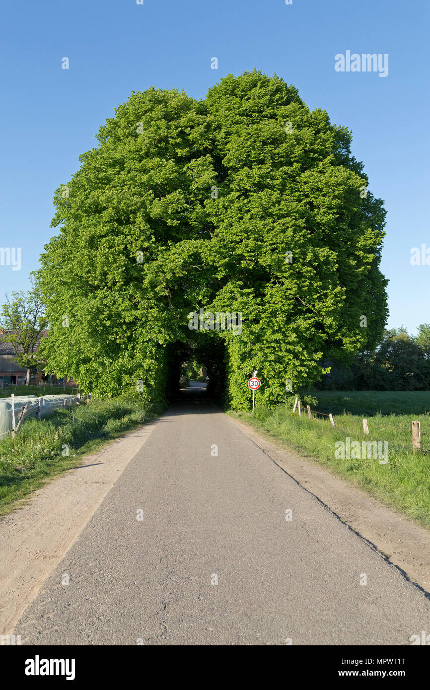 Tunnel through trees hi-res stock photography and images - Alamy
