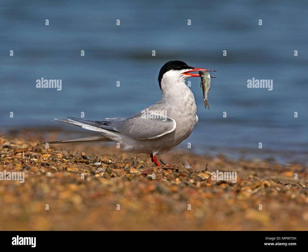 Common tern with fish on beach Stock Photo - Alamy