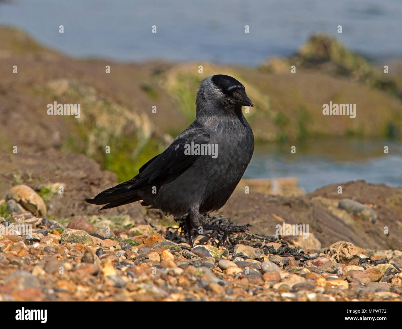 Western jackdaw hi-res stock photography and images - Alamy