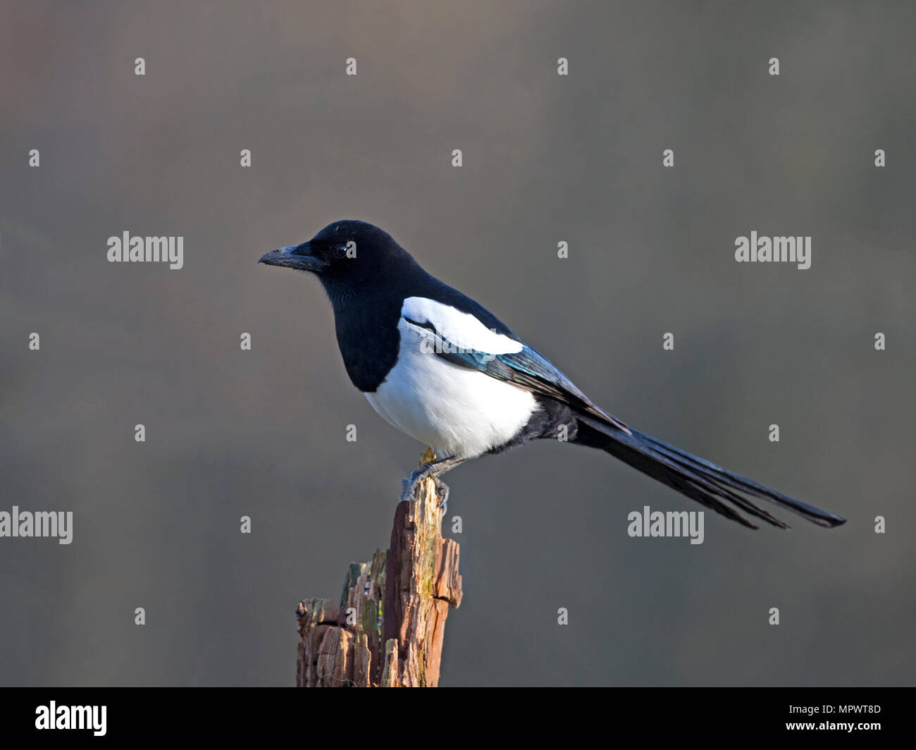 Common magpie pica on hi-res stock photography and images - Alamy