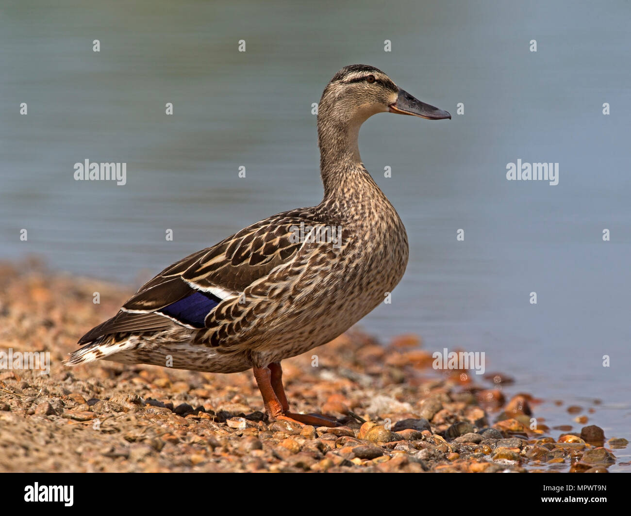 Female mallard standing at water edge Stock Photo - Alamy