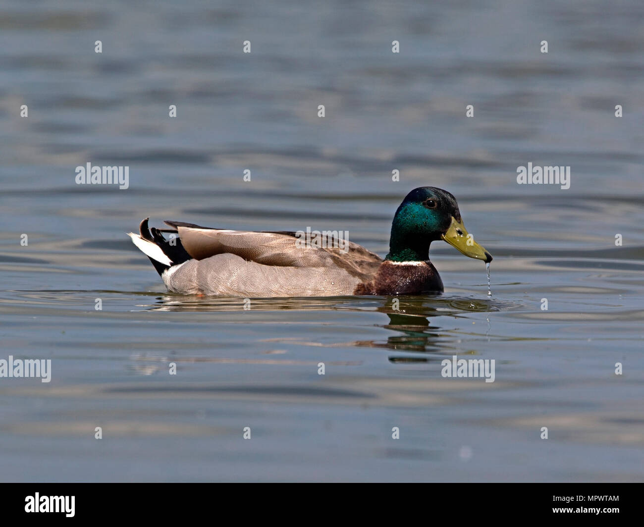 Mallard swimming hi-res stock photography and images - Alamy