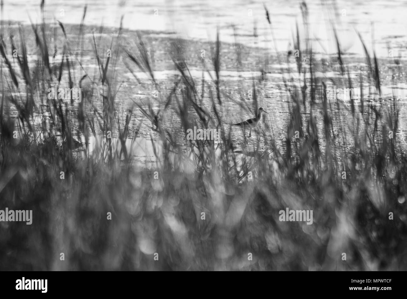 Heron bird in lake Black and White Stock Photos & Images - Alamy