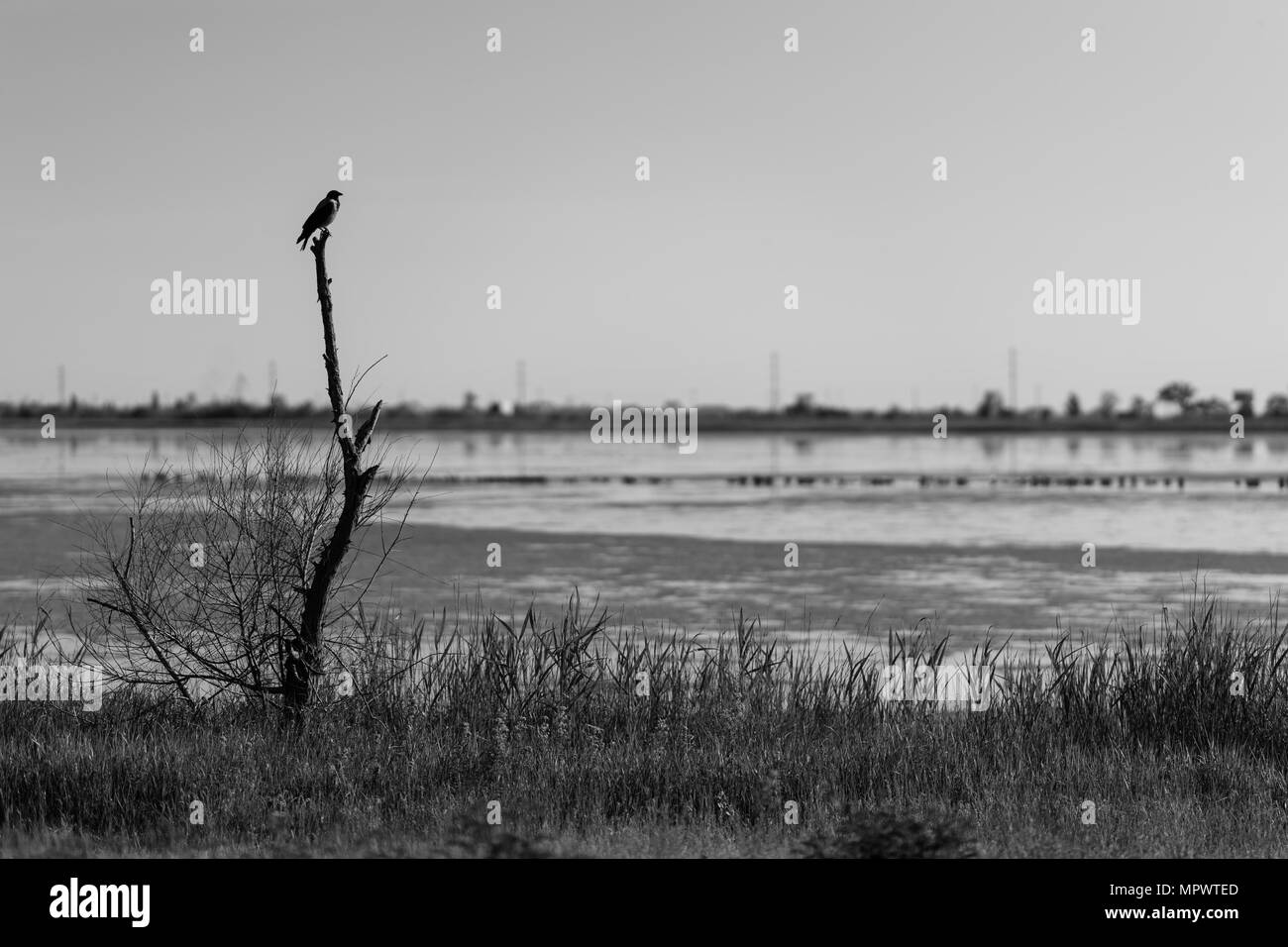 Side view raven on branch Black and White Stock Photos & Images - Alamy