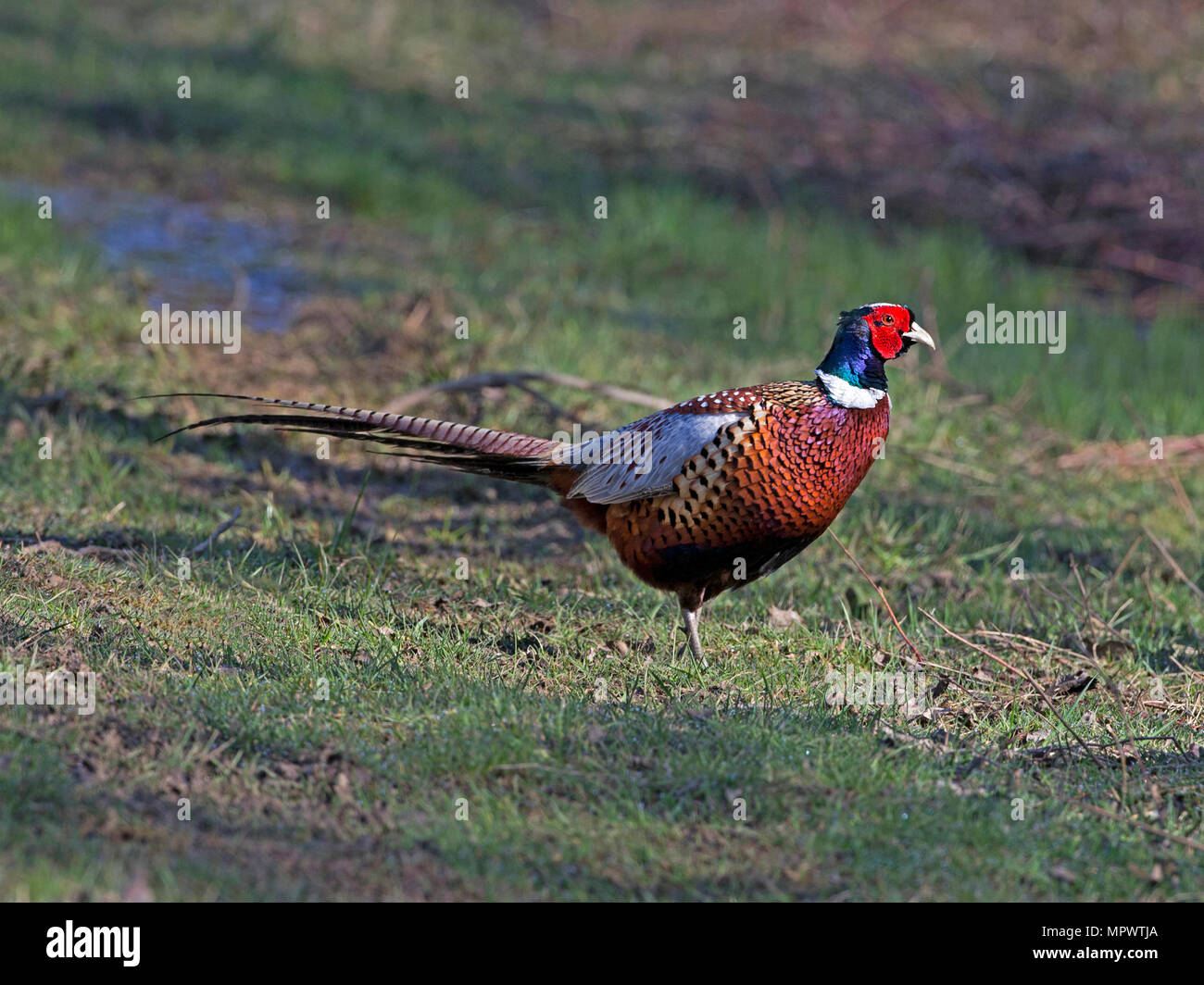 Male common pheasant standing Stock Photo - Alamy