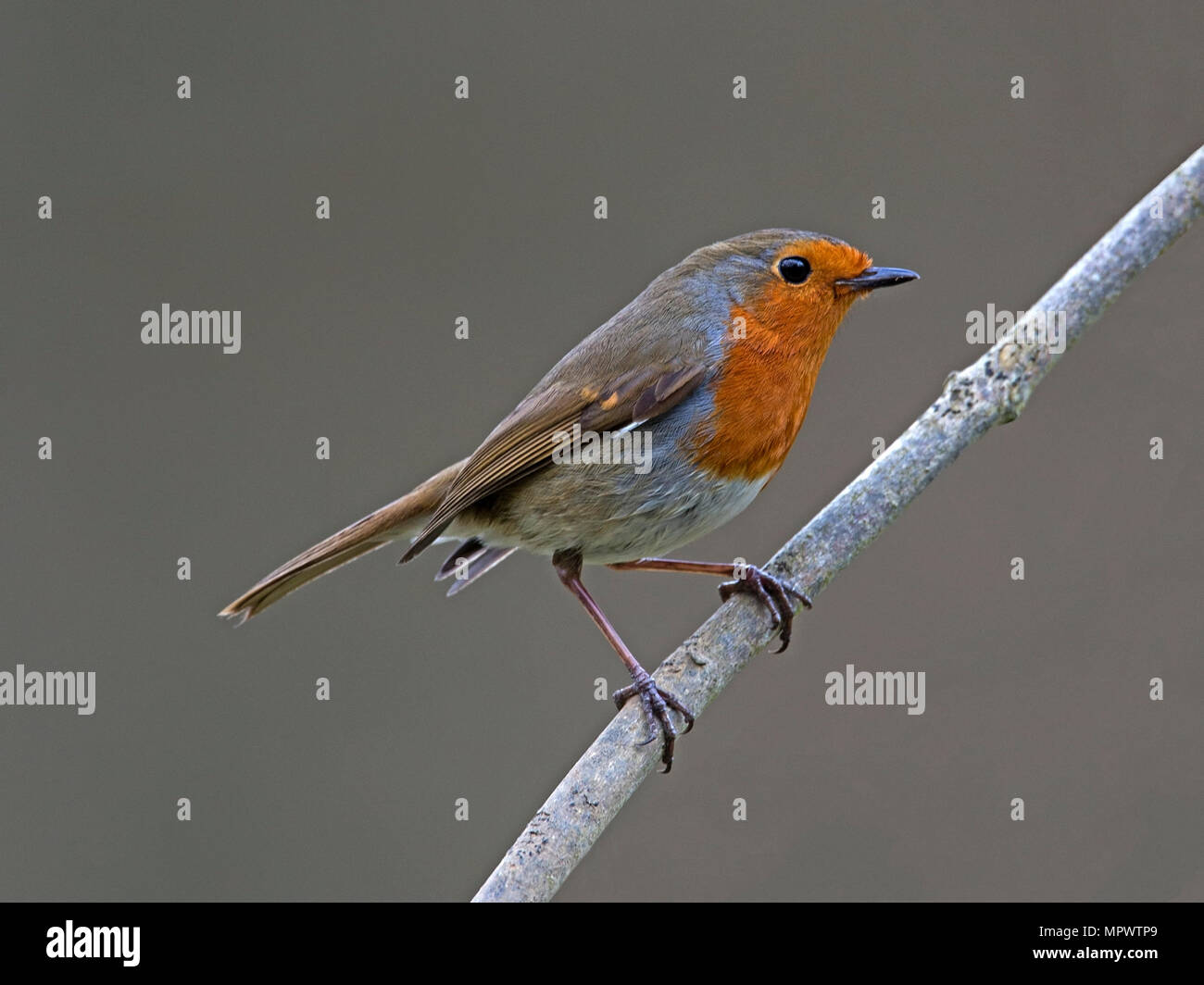 Robin birds hi-res stock photography and images - Alamy