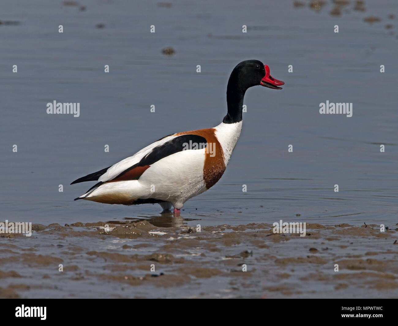 Common shelduck standing at water edge Stock Photo - Alamy