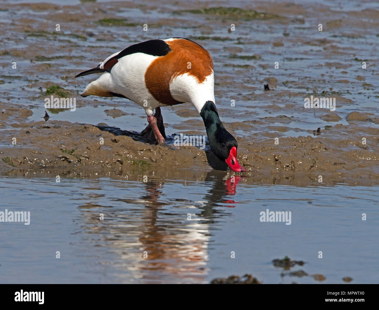 Common shelduck feeding from water Stock Photo - Alamy