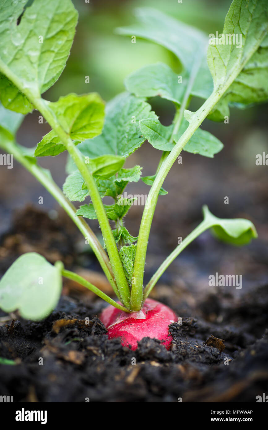 Red radishes with green tops hi-res stock photography and images - Alamy